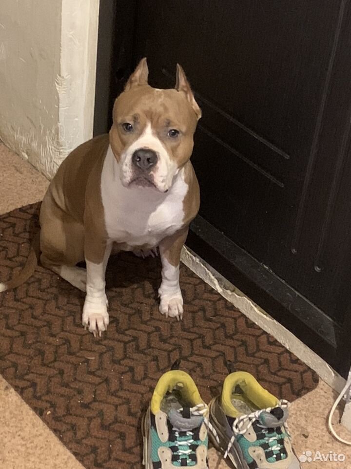 Американский Стаффордширский терьер