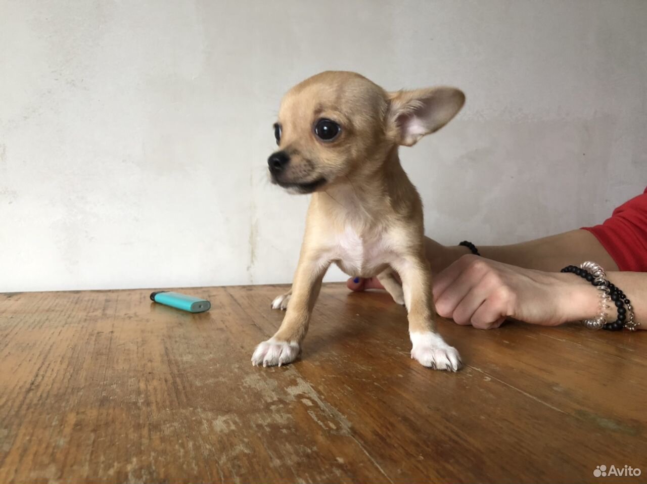 Чихуашка девочка