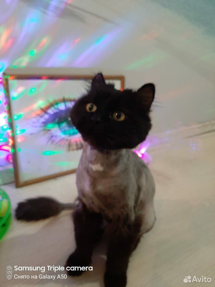 Кот в добрые руки