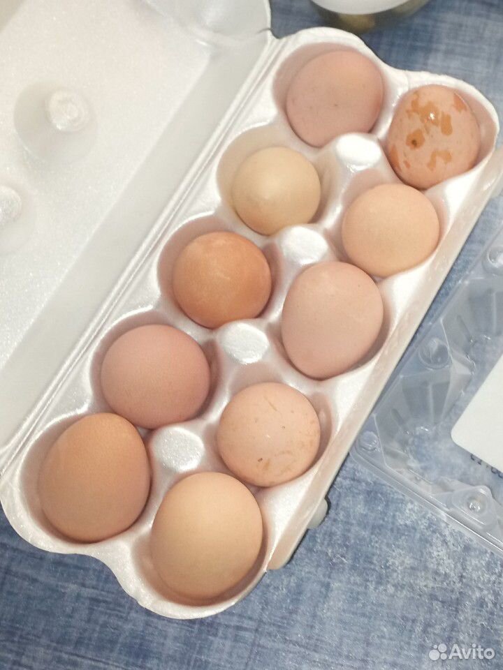 Инкубационные яйцо цисарки.мускусные утки.куры пом