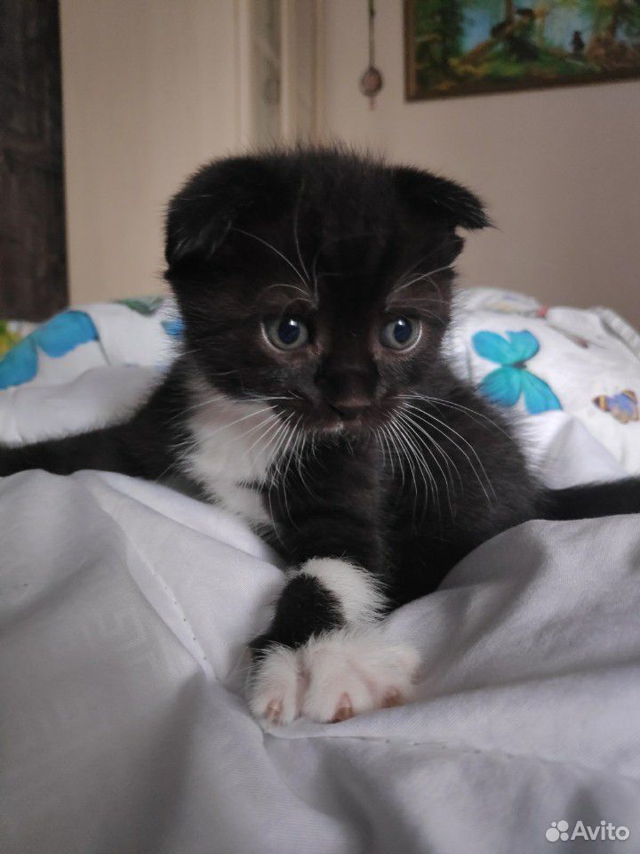 Кот