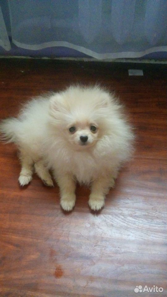 Продается щеночек шпица мишка миник