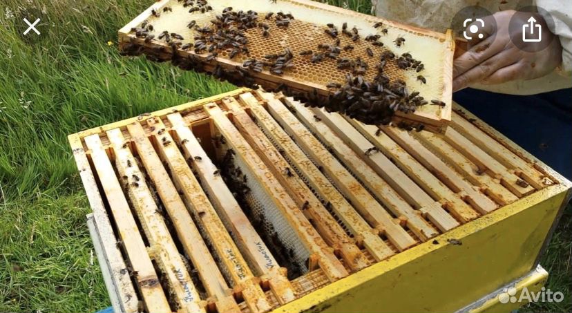 Пчёлы и улей