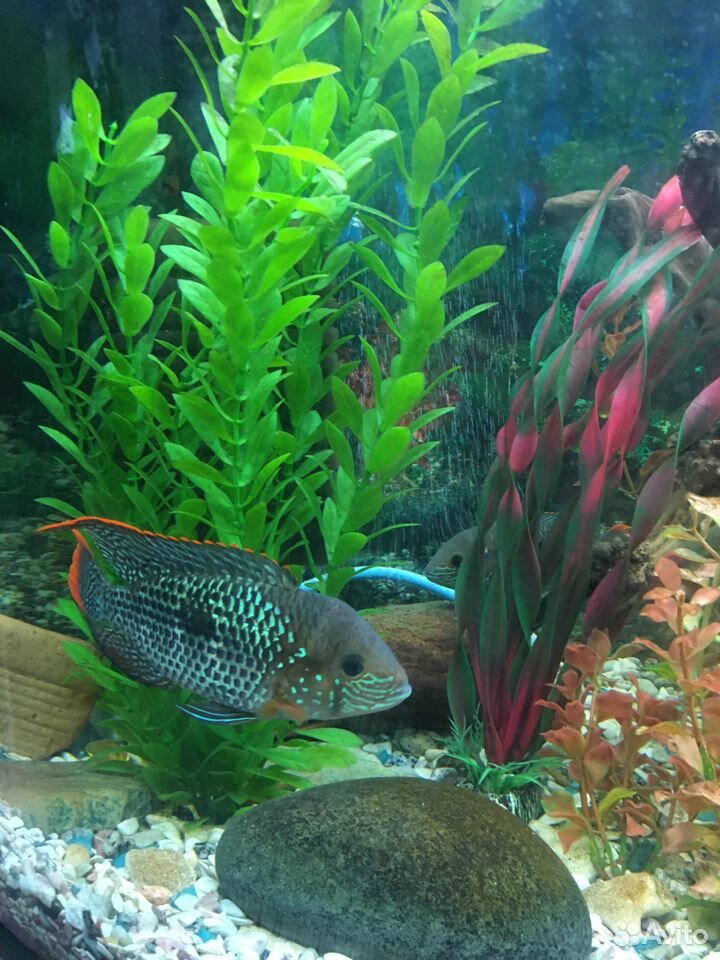 Отдам в добрые руки пару бирюзовых акар