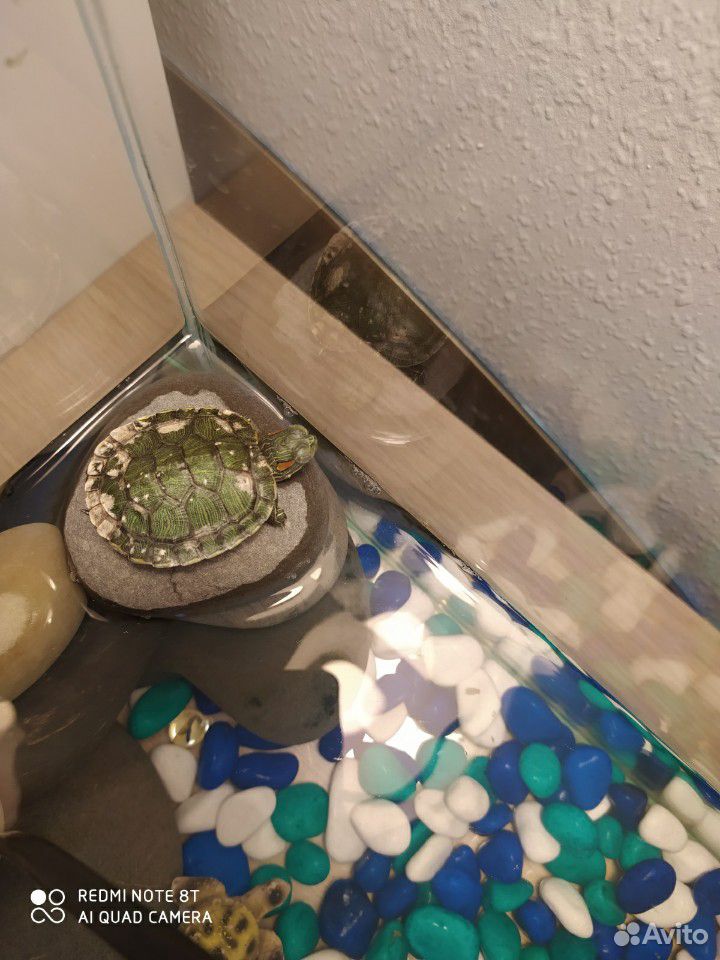 Водные черепашки