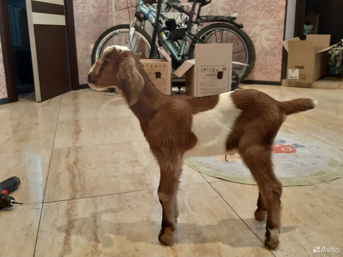 Коза нубийская