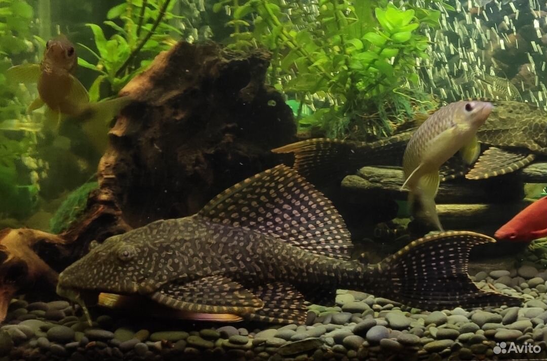 Парчевый сом