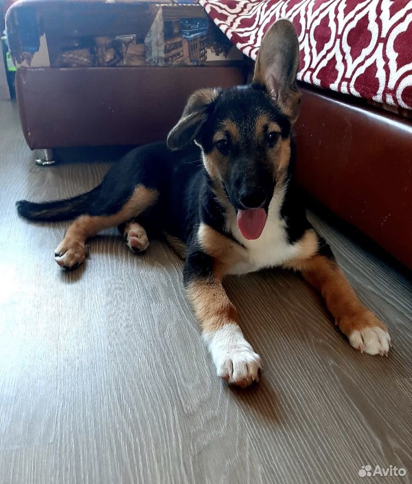 Щенок девочка бесплатно