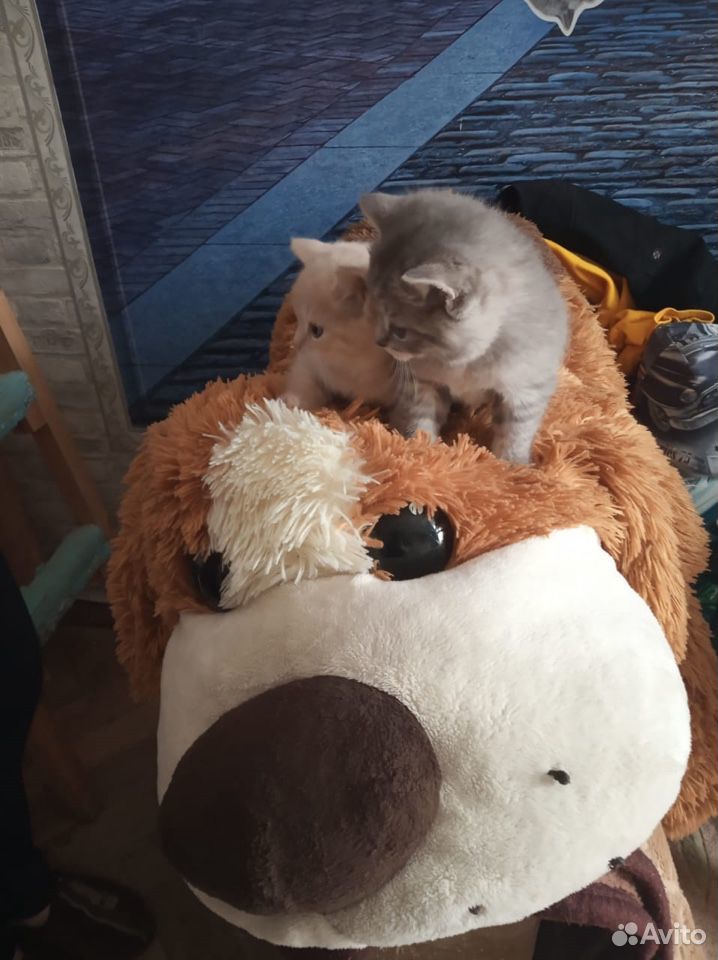 Котята британцы