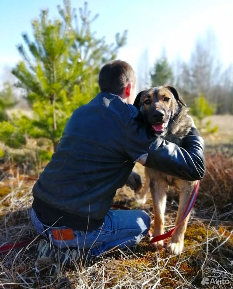 Очень классный щенок подросток ищет дом