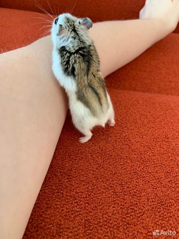 Отдадим джунгарского хомяка