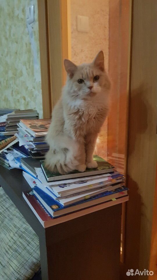 Кошка