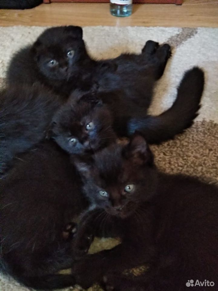 Кошка