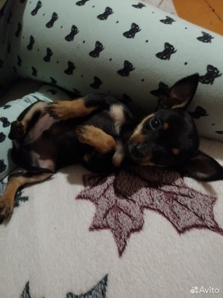 Минитоитерьер