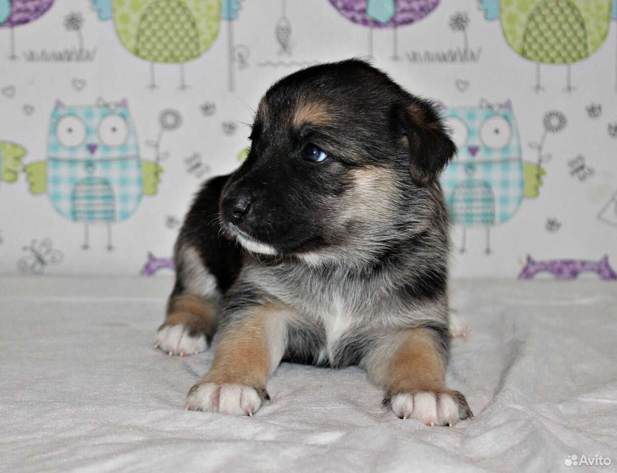 Сладкая девочка метиска бордера и австралийской