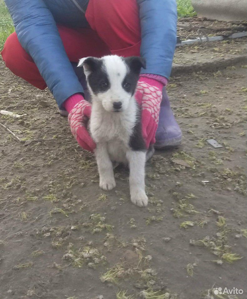 Щенок мальчик 4 недели