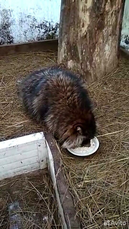 Продам енотовидную собаку(енот)