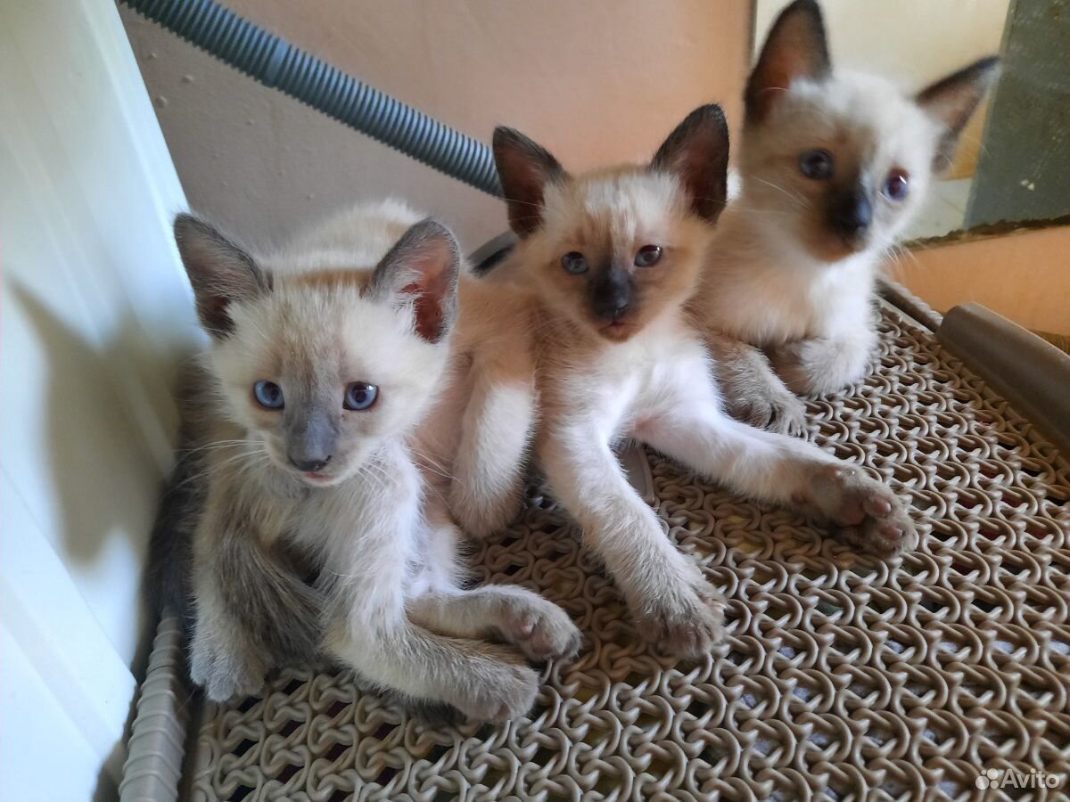 Сиамские малыши