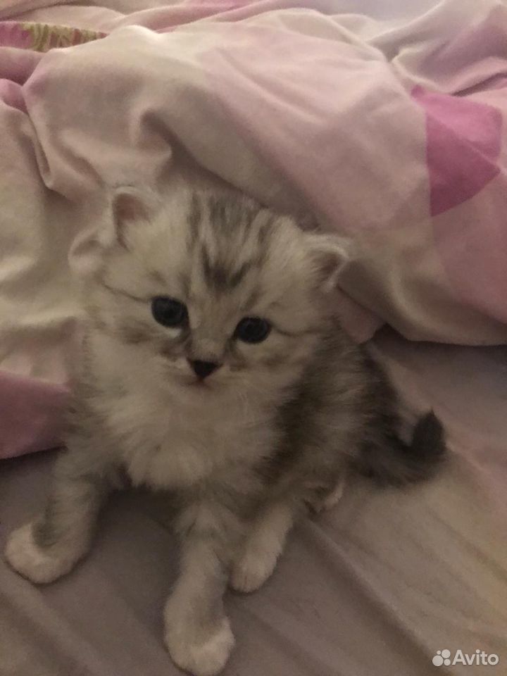 Красивый сибирский котик