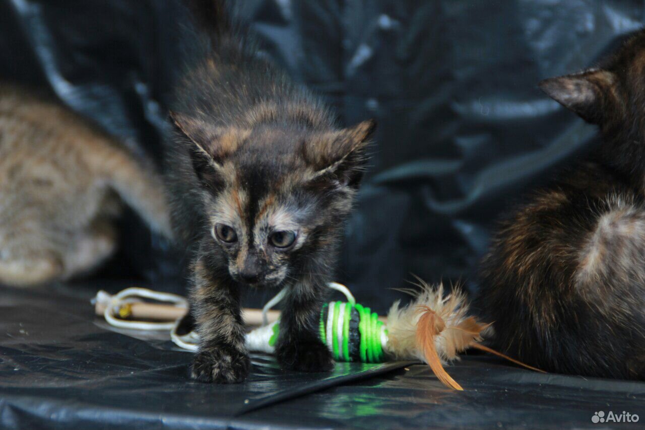 Ищем дом Котята. Все девочки. Были спасены вместе