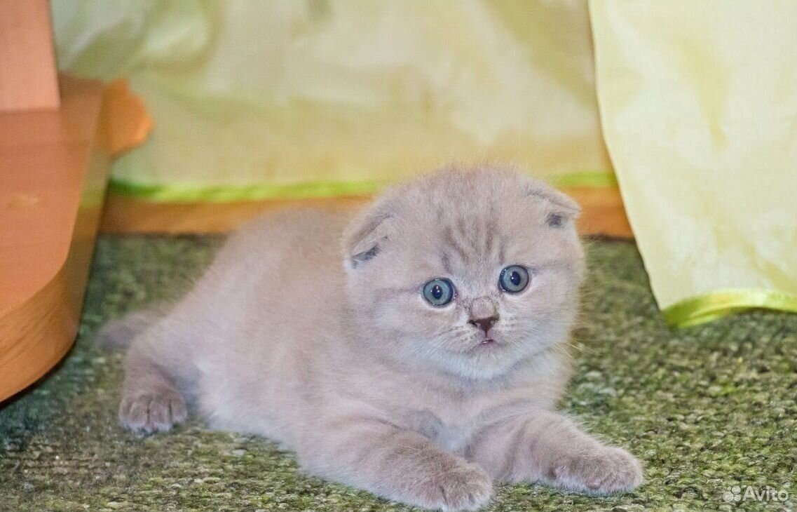 Вислоухий шотландский котенок лиловый Брюс