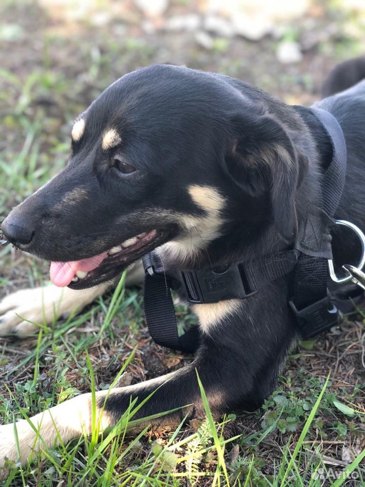 Ласковая собачка в заботливые ручки