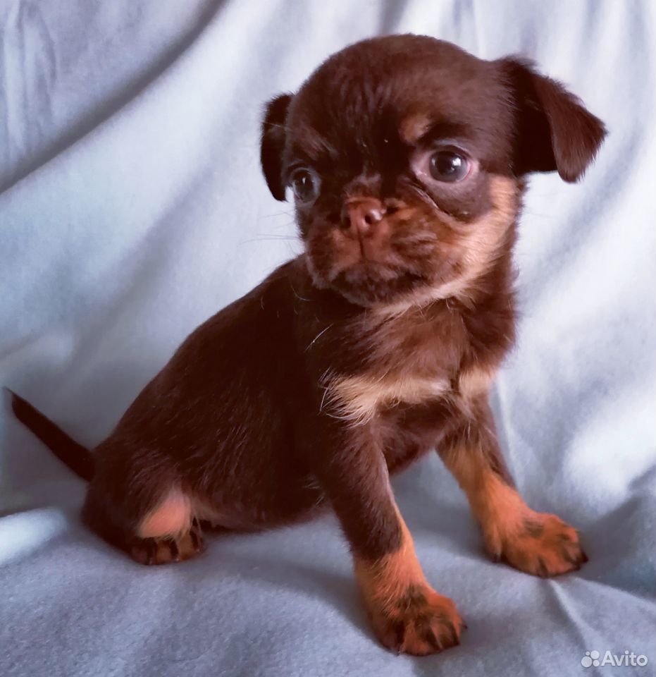 Продаётся щенок пти брабансона девочка шоколадного