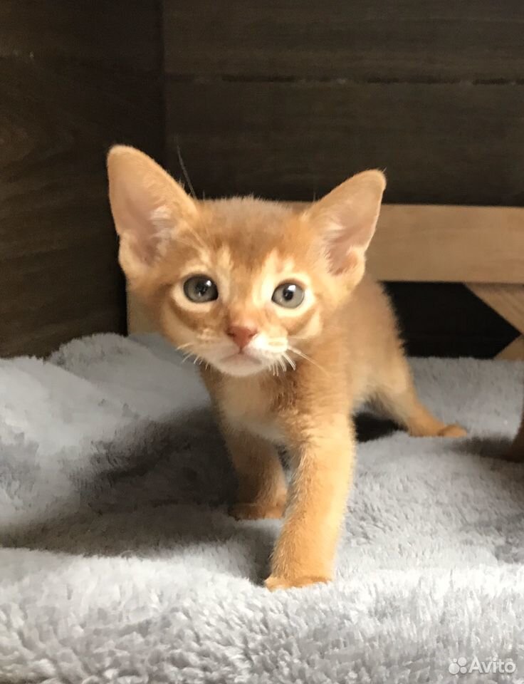 Абиссинские котята Солнышки соррель