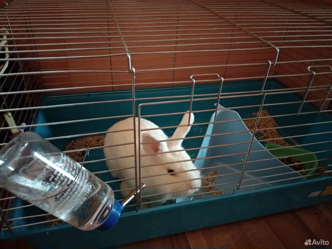 Кролик с клеткой