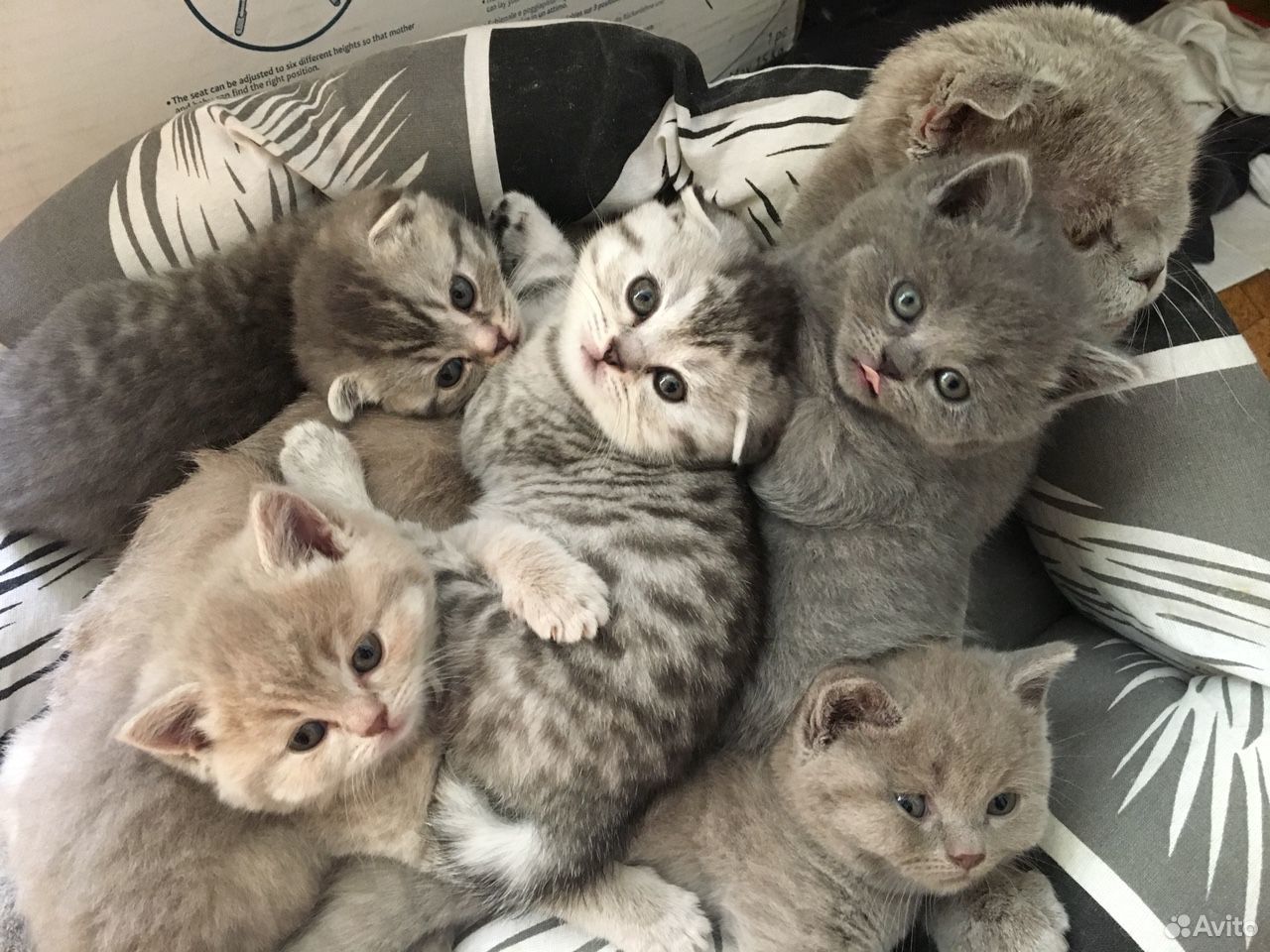 Шотландская