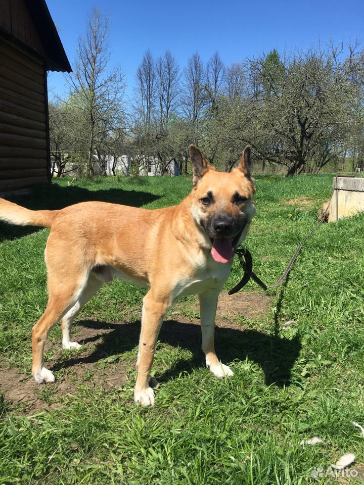 Рыжий пёс Рассел в добрые руки