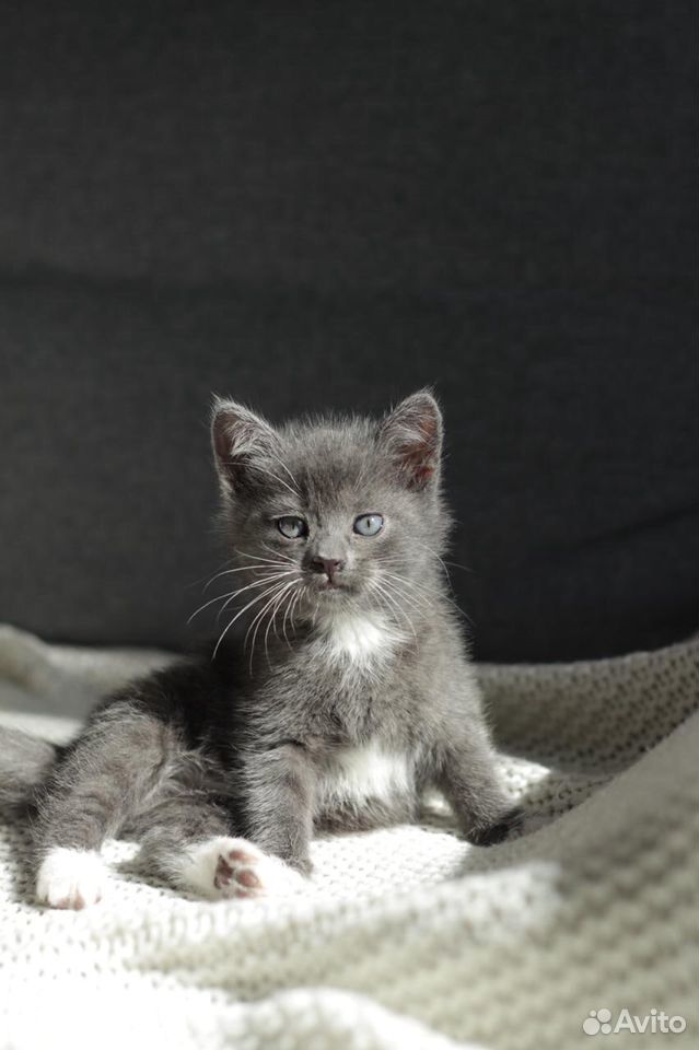 Дымчатые крошки