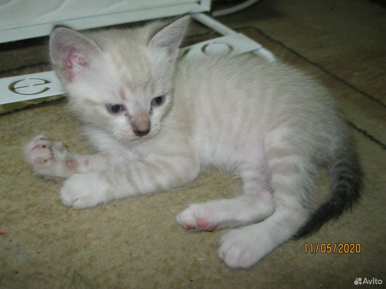 Колорный тигрёнок