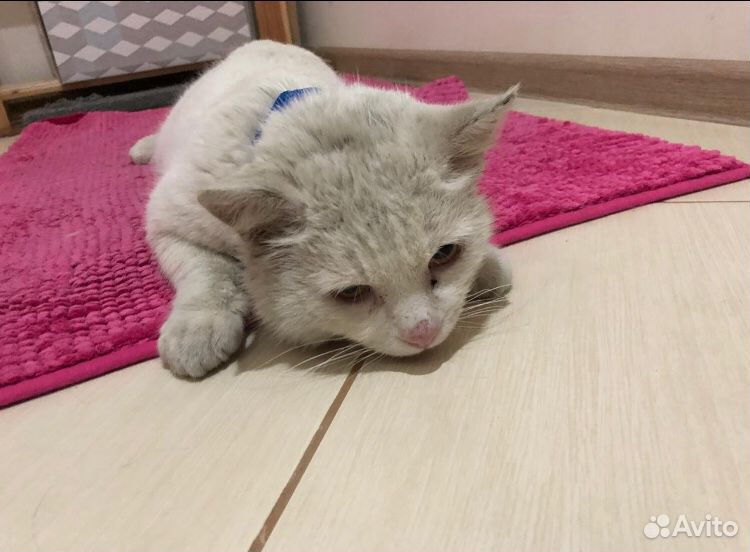 Кот