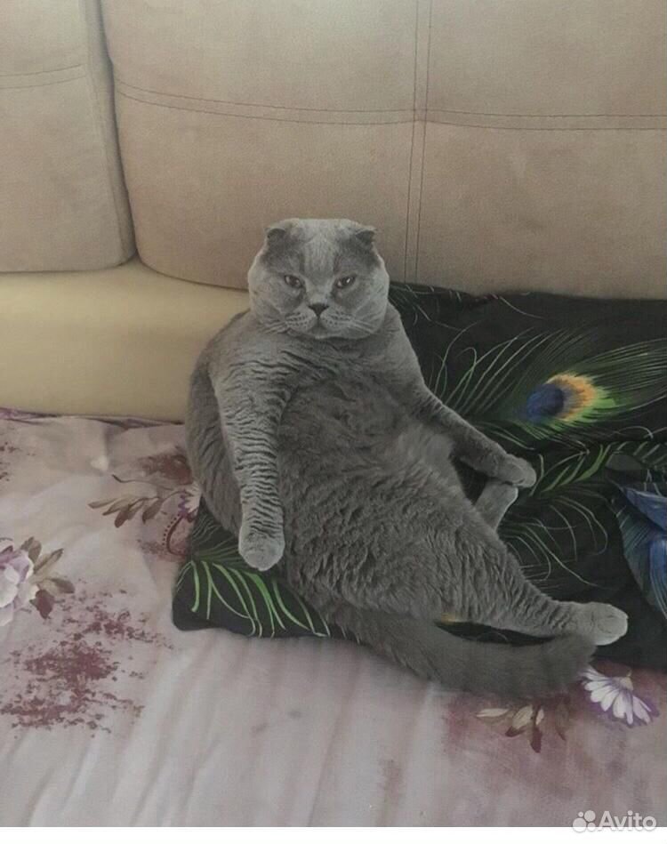 Кот вислаухий британский