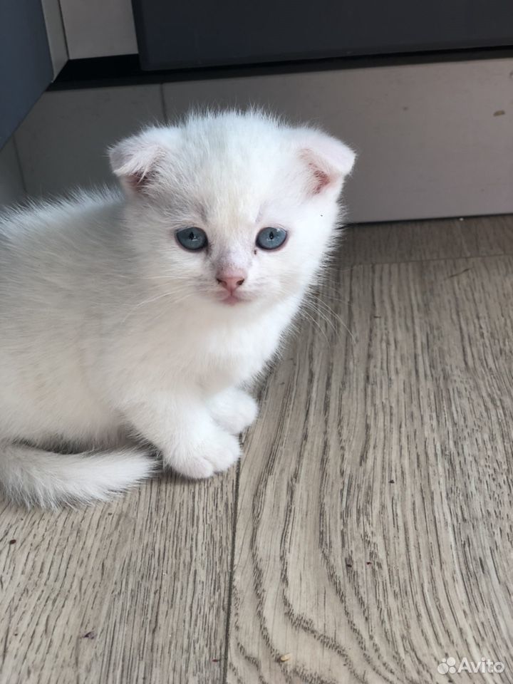 Котенок Шотландский Скотиш фолд