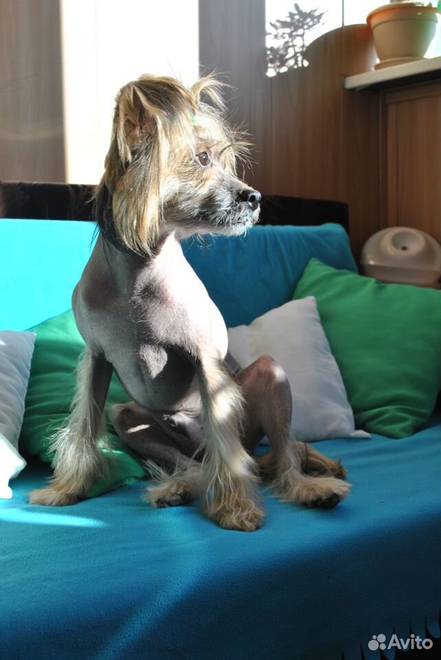 Кобель кхс (Вязка)