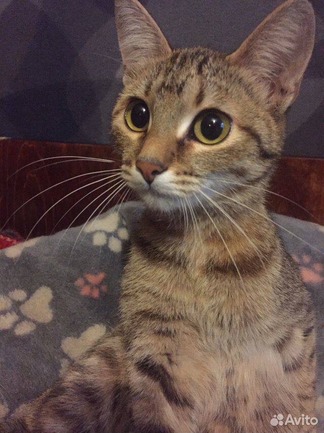 Кошечка Ева