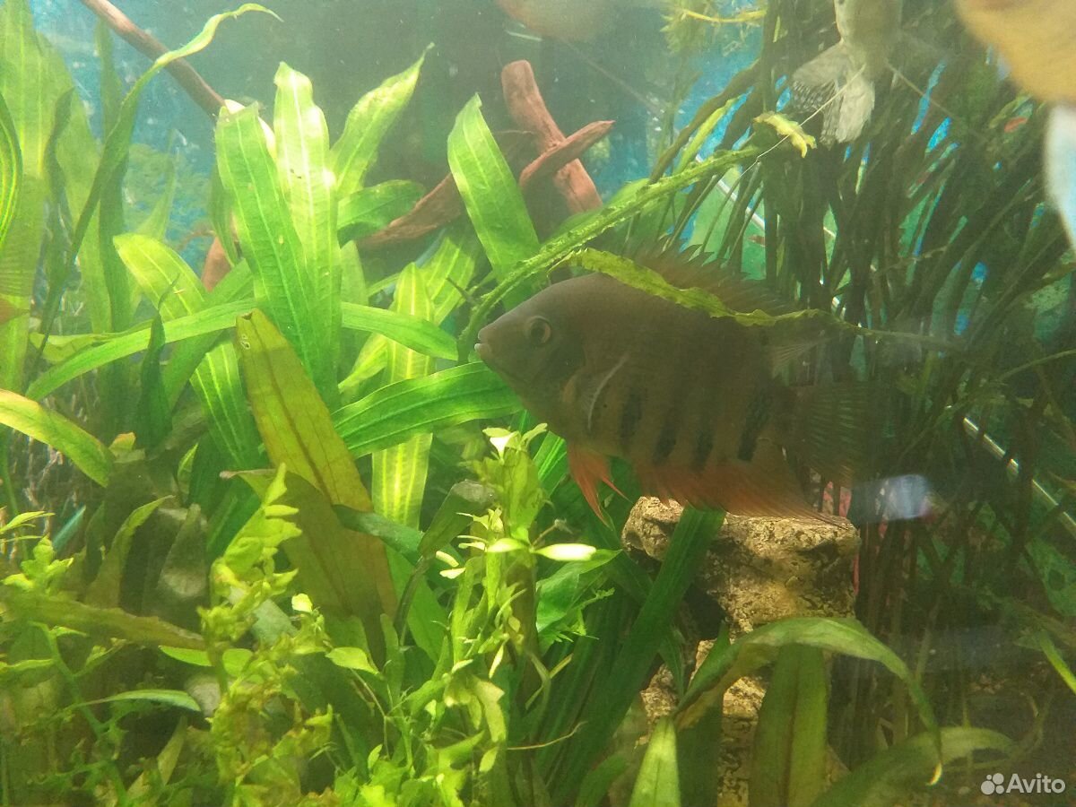 Северум роткейл самец