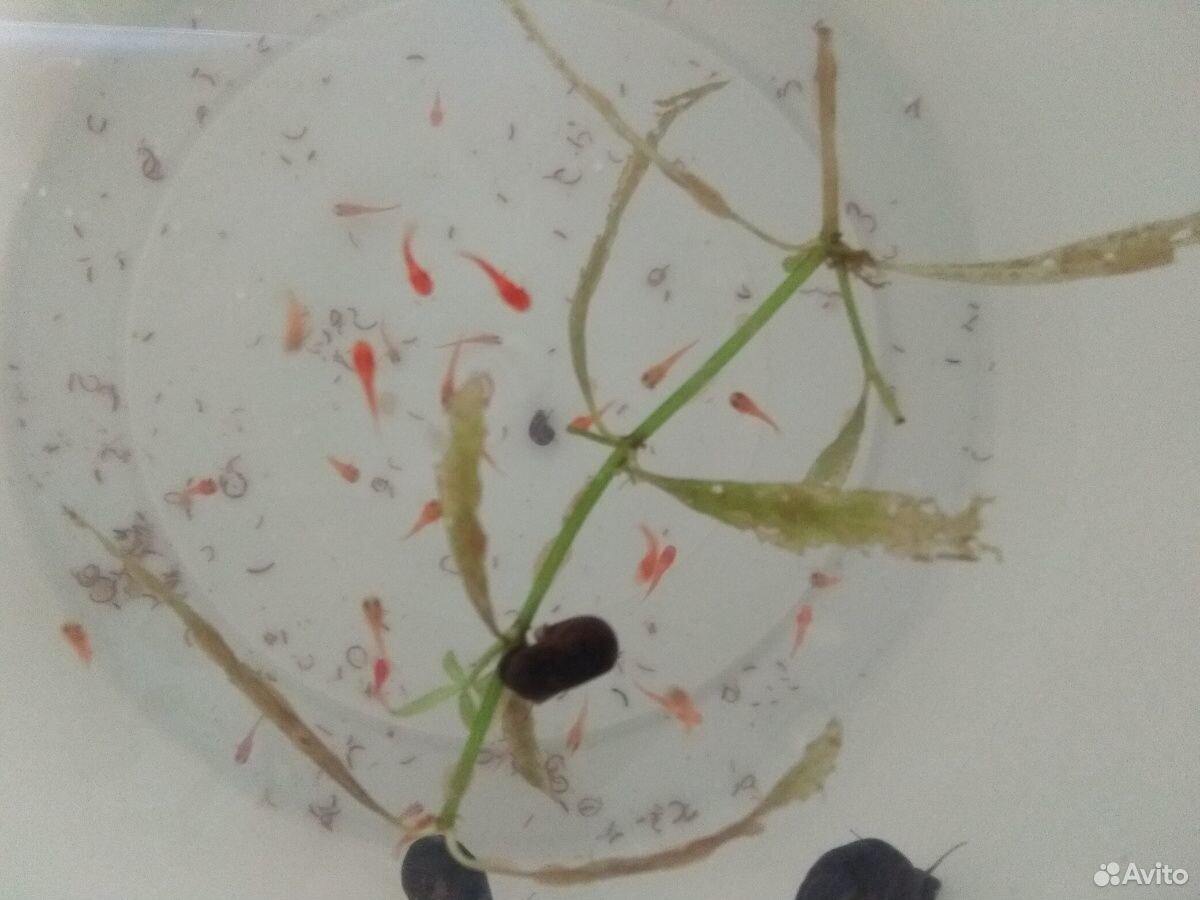 Мальки меченосца