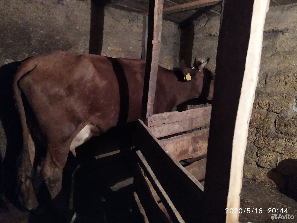 Продам дойную корову