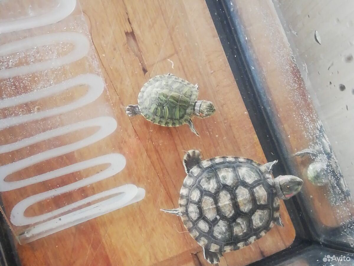 Продам черепах с аквариумом