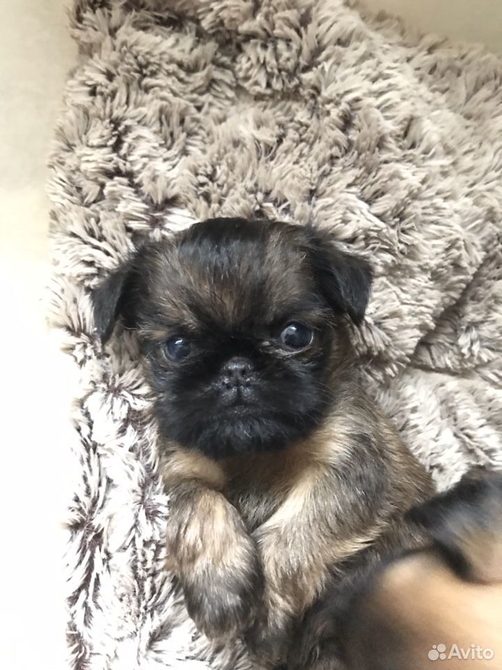 Брюссельский гриффон