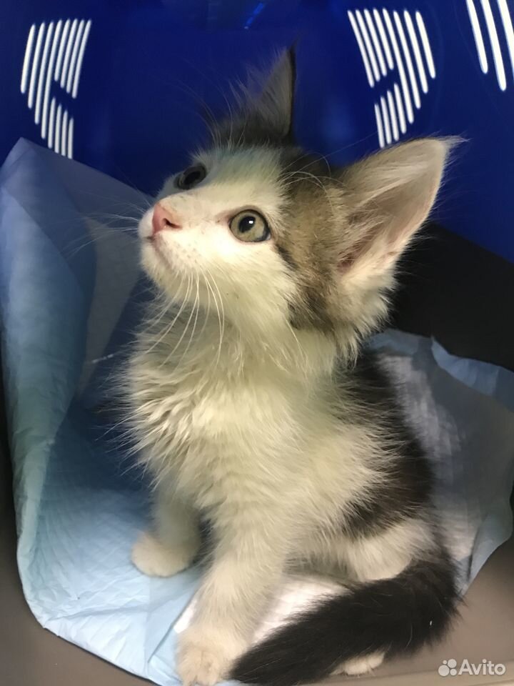 Руся и Рыся