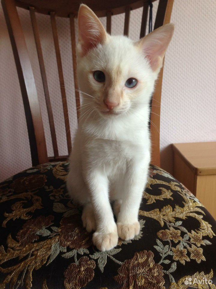 Котёнок