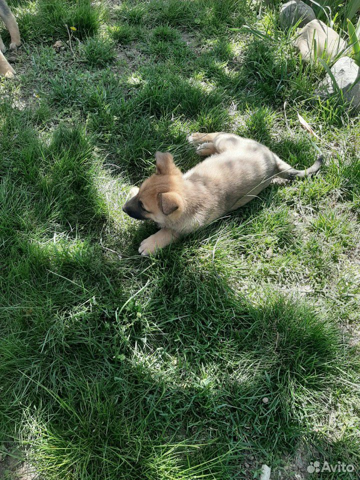 Щенок Бельгийской Авчарки