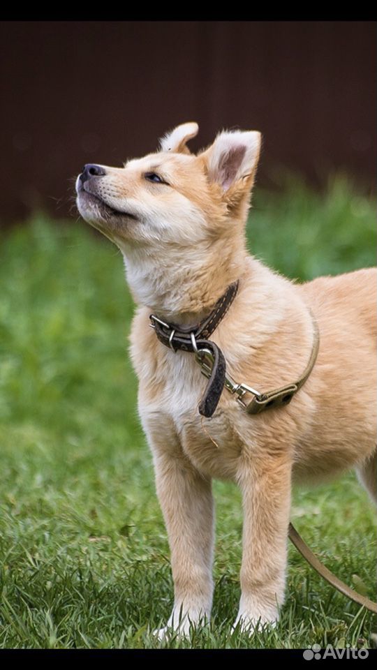 Наша Печенка с корицей,щенок девочка