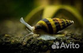 Улитка Хилена