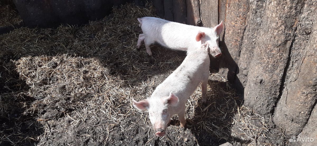 Поросята анти кризисная альтернотива