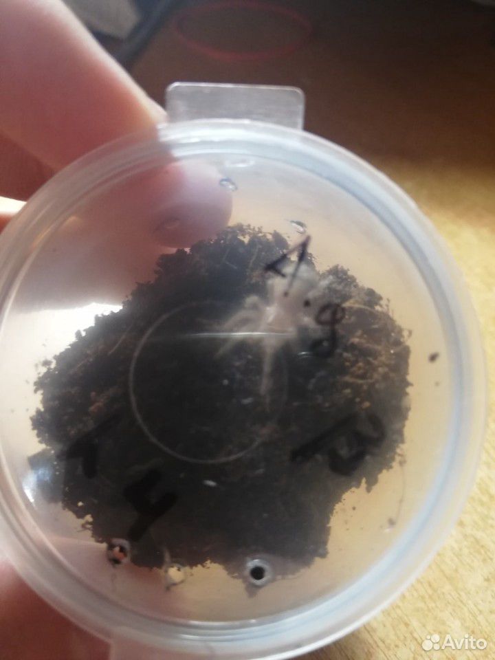 Паук-птицеед Acanthoscurria geniculata